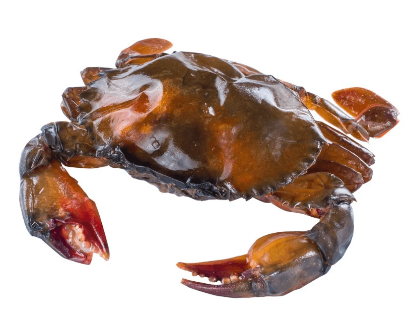 Soft Shell Crab Mud crab. Fried crabs. Seafood snack. – Catch of Norway ...
