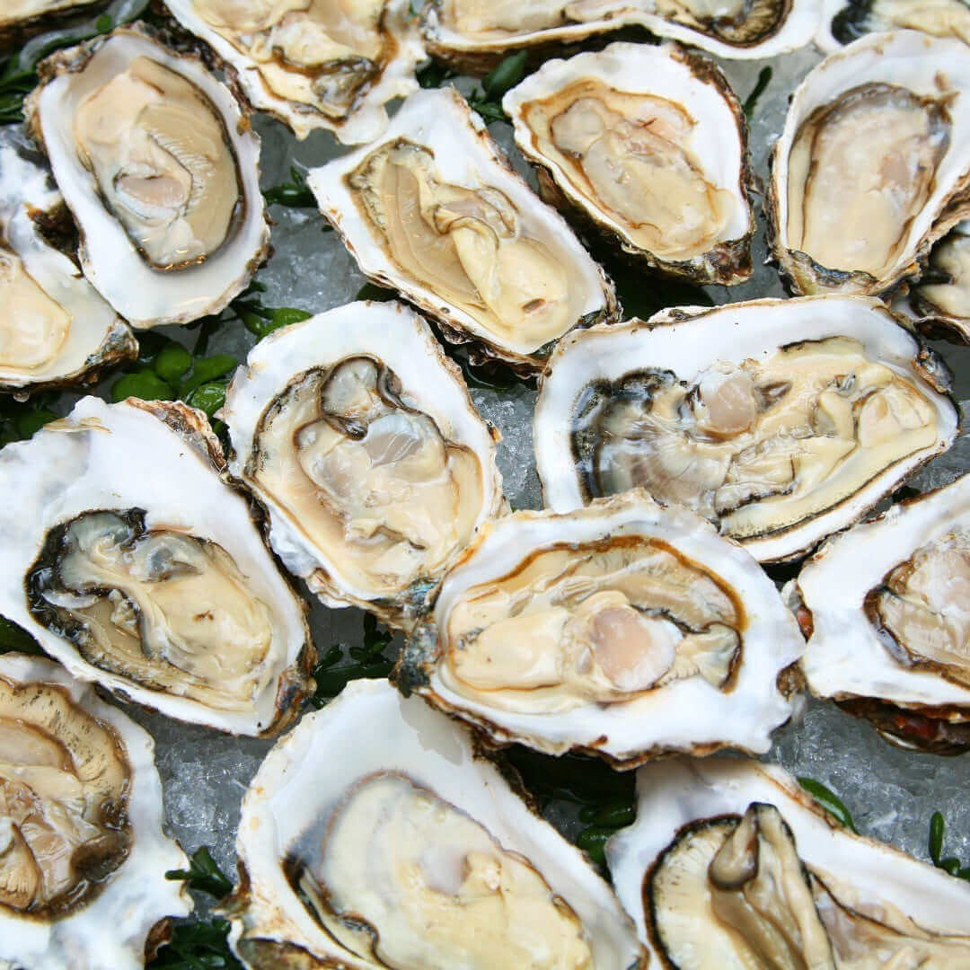 Whole Oysters - Indian | Wild & Fresh from Kerala – Catch of Norway Seafood