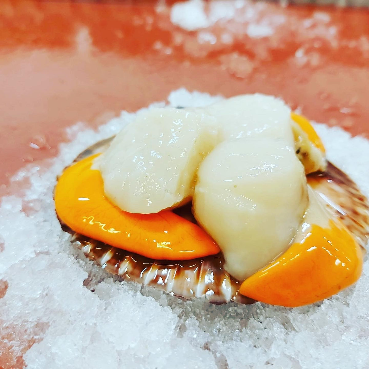 KING Scallops – Catch of Norway Seafood