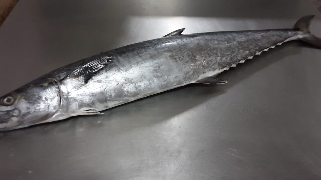 Catch of Norway Seafood